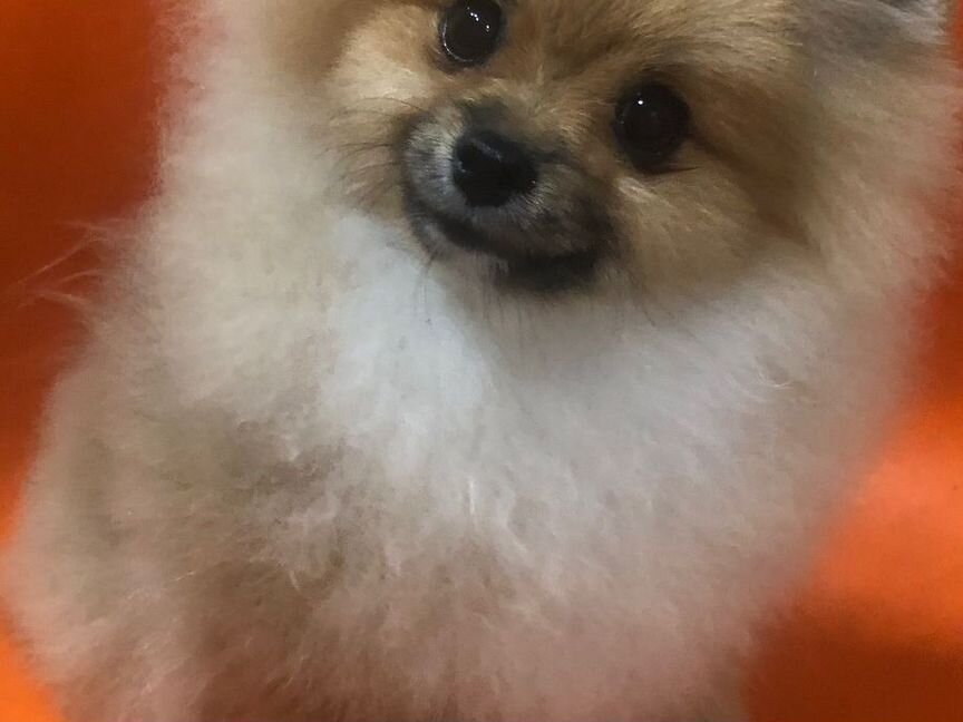 Померанский шпиц