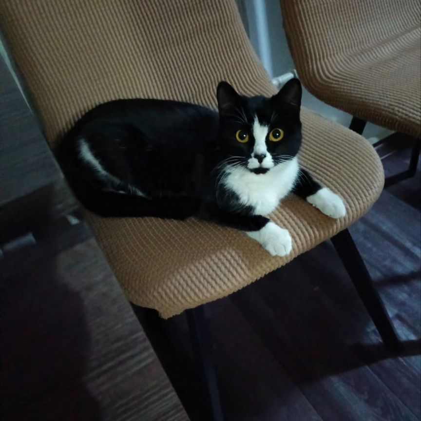 Спасите кошечку