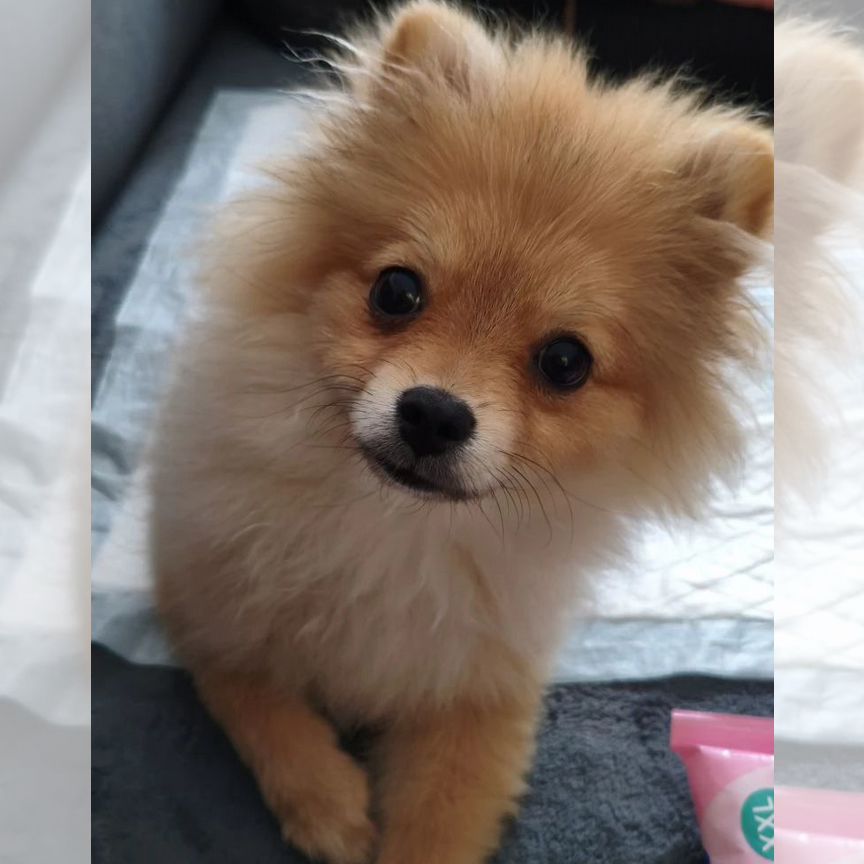 Померанский шпиц, щенок