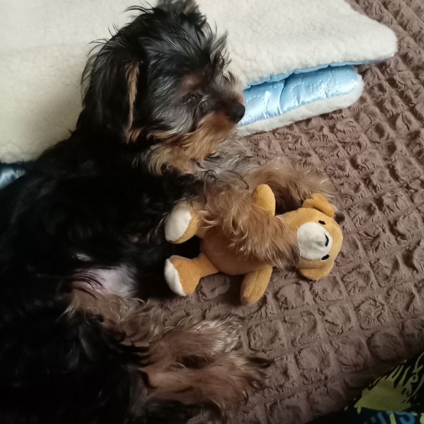 Йоркширский терьер, щенок