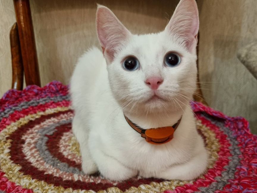 Кошки