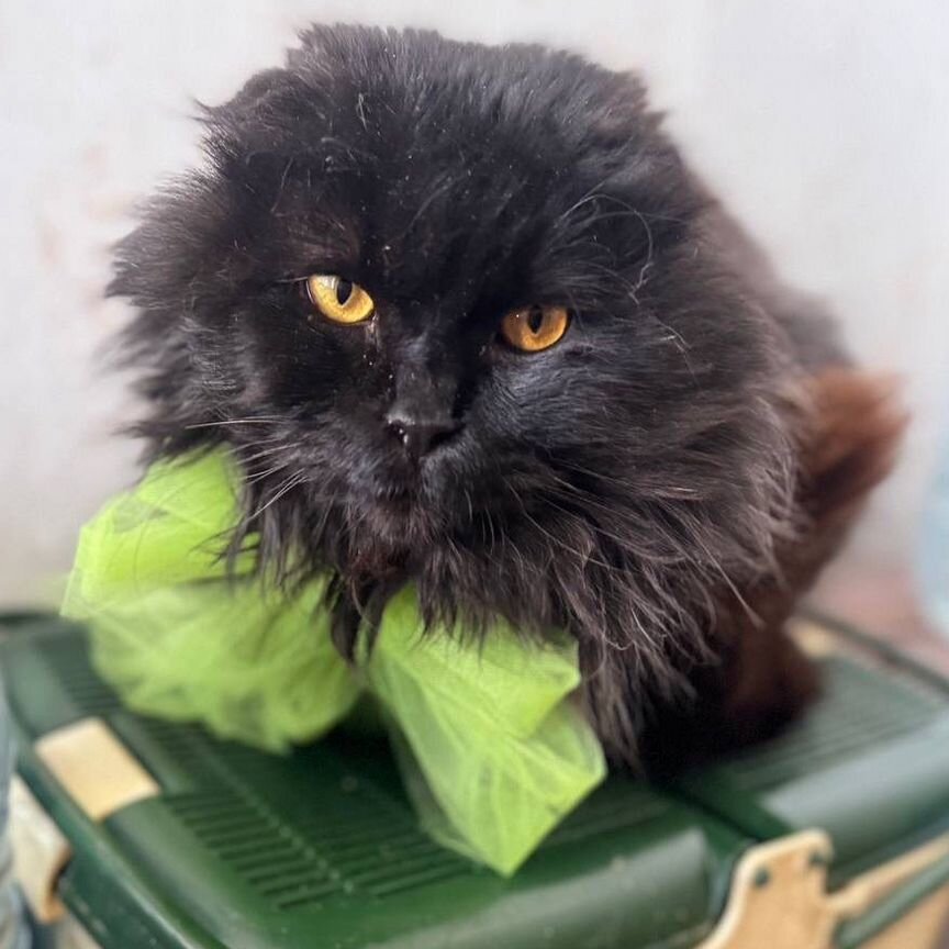 Персидский, взрослый кот