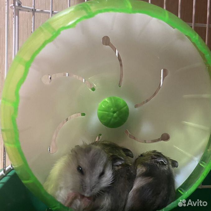 Отдам бесплатно очаровательных малышей джунгариков