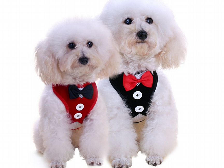 Нарядный жилет для маленькой собачки, кота