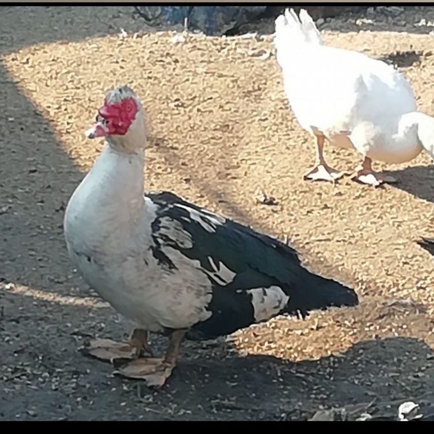 Индоутак, петух