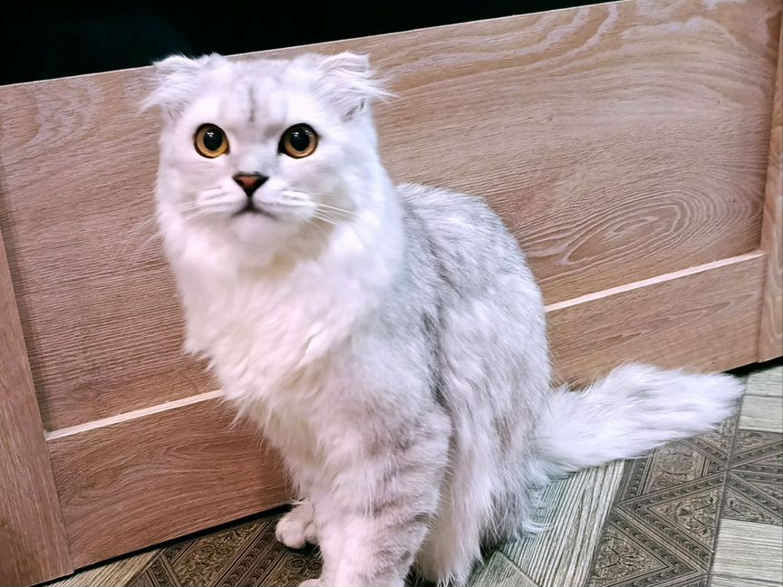 Шотландский вислоухий кот (скотиш фолд)