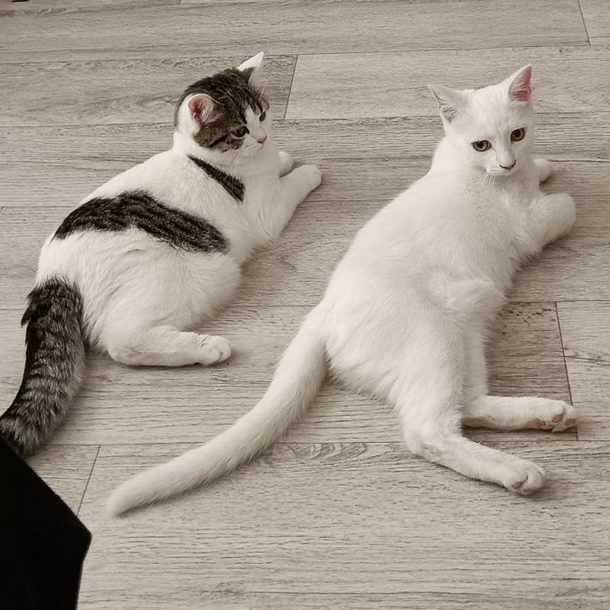 Анатолийская кошка, взрослая