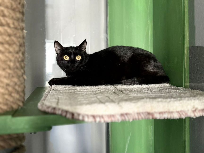 Кошечка Урсула