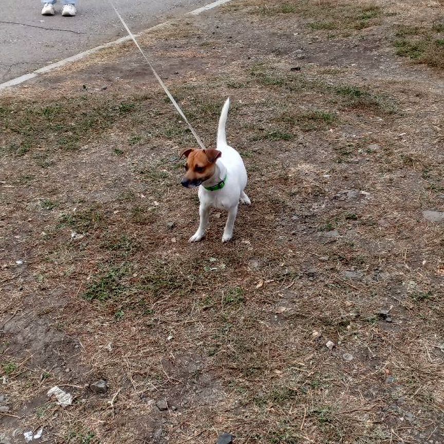 Продам годовалую джек рассел