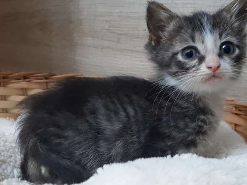 Котенок девочка на бронь 1 мес