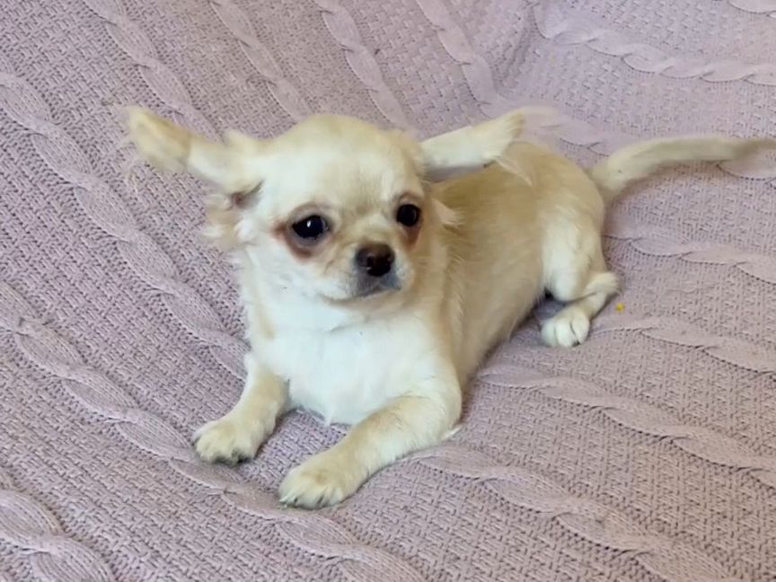 Щенки чихуахуа мальчик