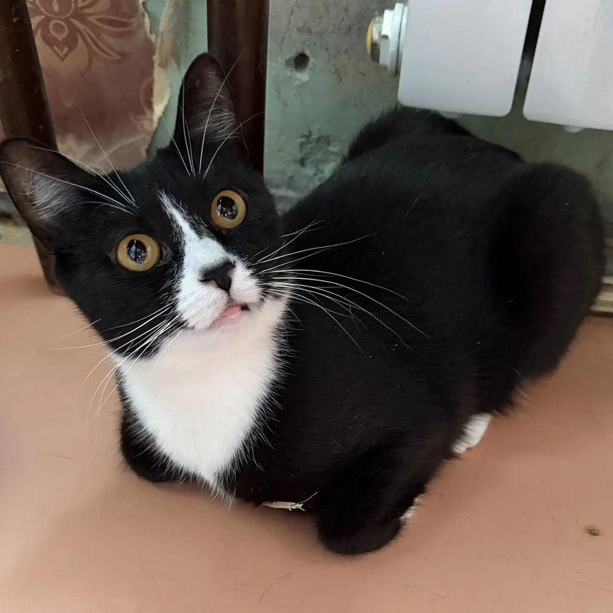 Взрослая, кошка в добрые руки