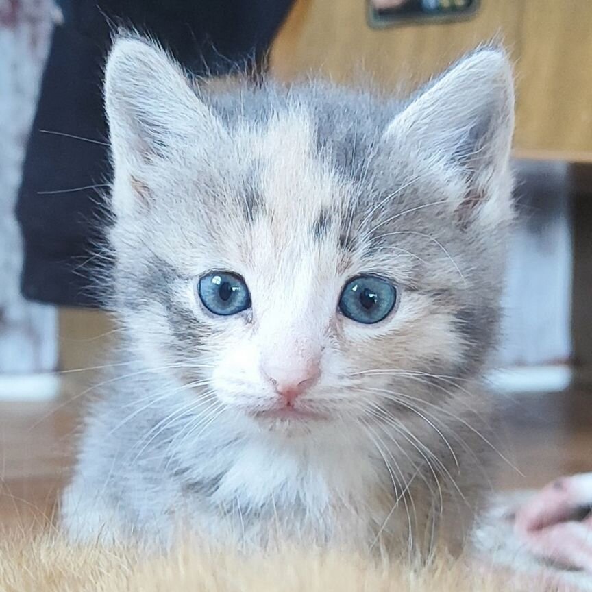 Котята трех цветные