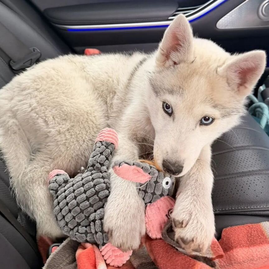 Сибирский хаски, щенок