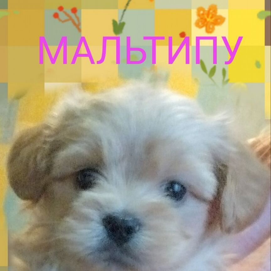 Мальтипу крошки