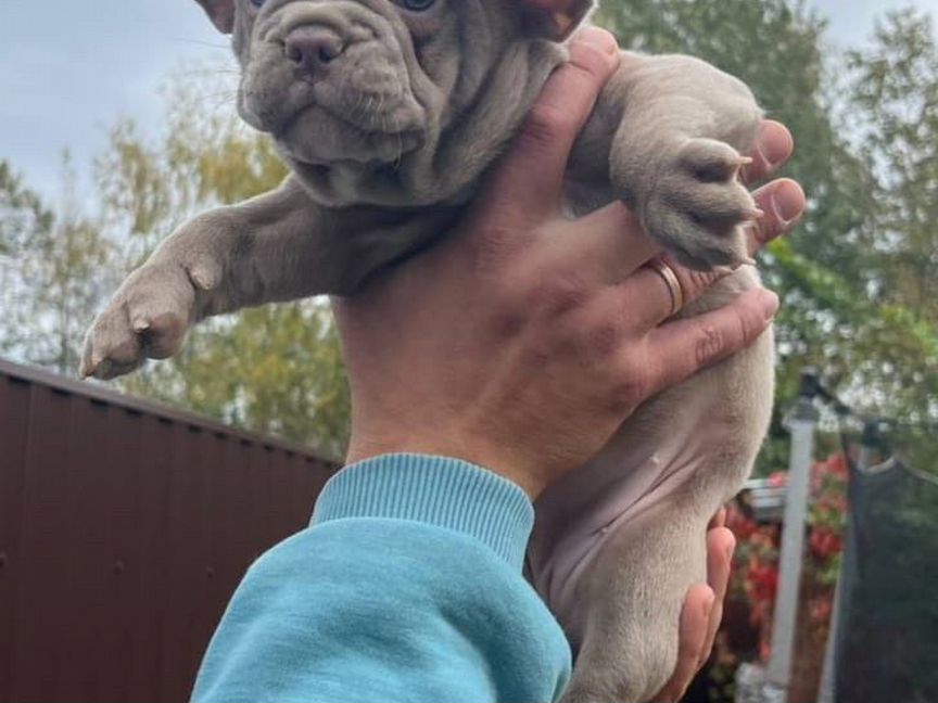 Французский бульдог Изабелла в ношении флаффи