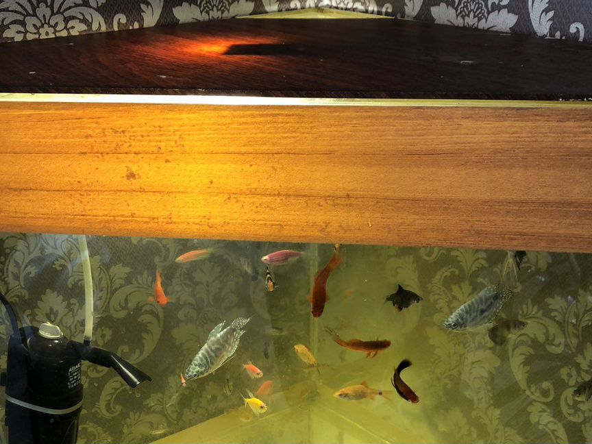 Аквариум и рыбки