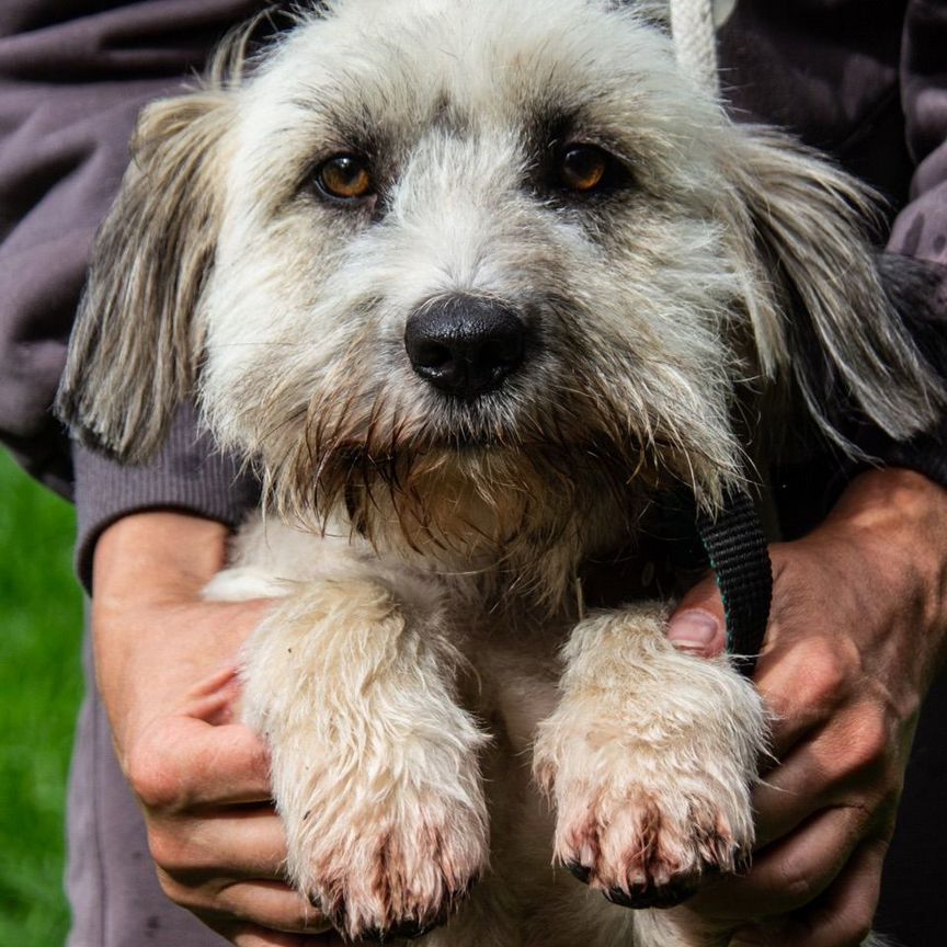 Маленькая собачка в добрые руки