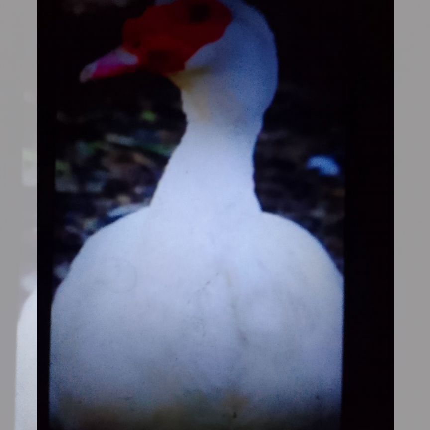 Селезень индоутки