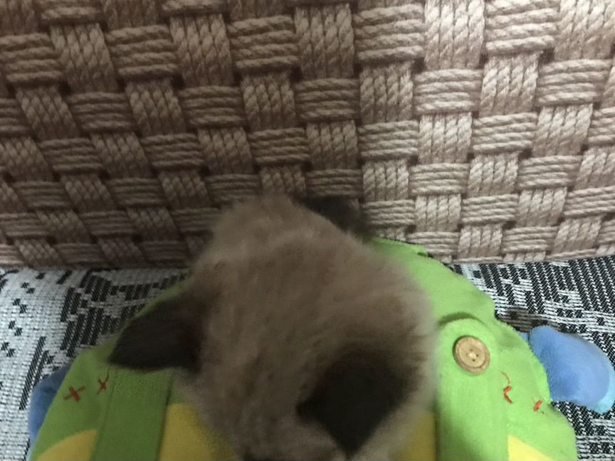 Тайские котята