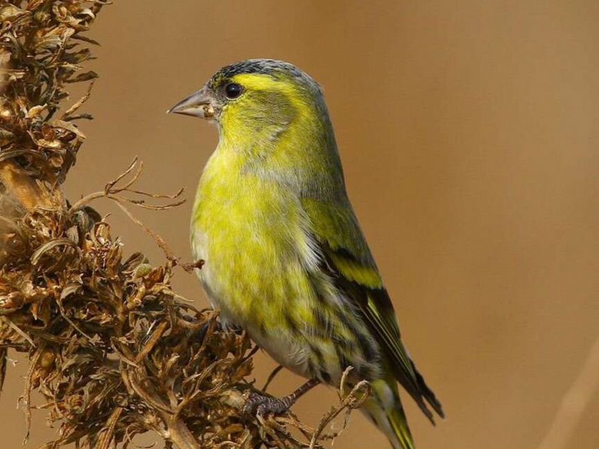 Лесные птицы. Щеглы. Чижи. Чечеты