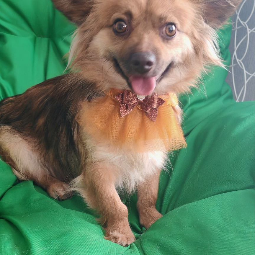 Маленькая собака в добрые руки