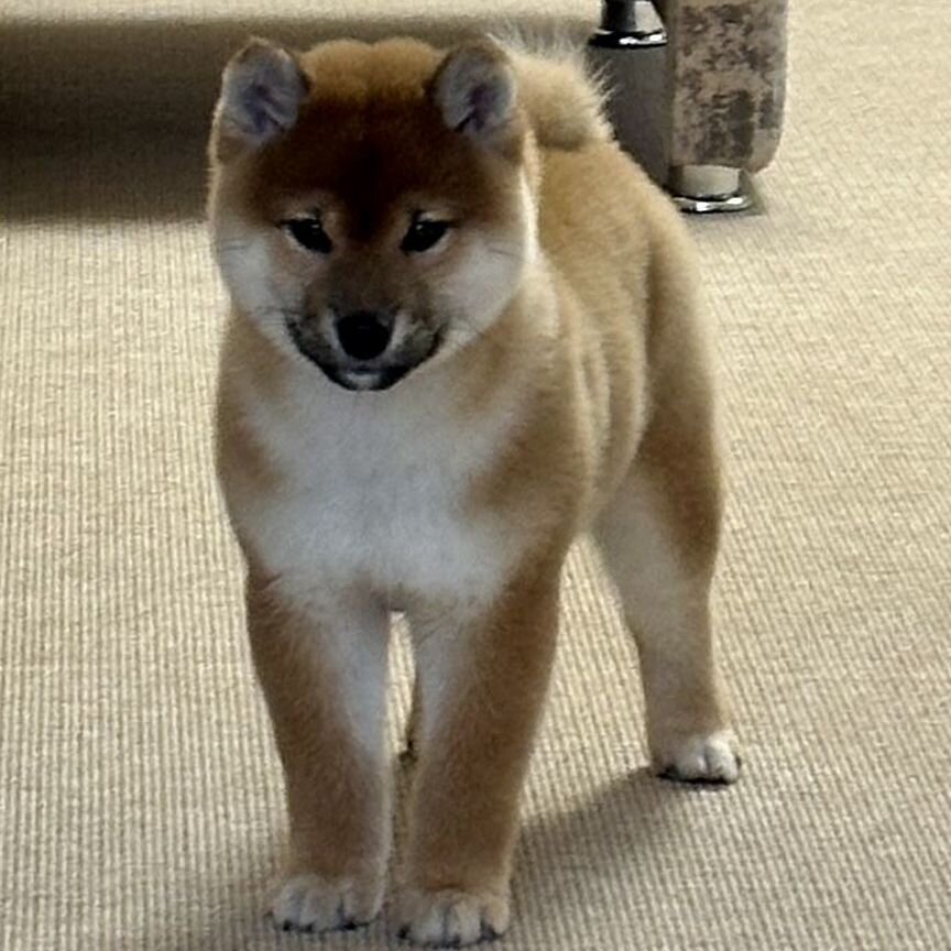 Сиба-ину, щенок