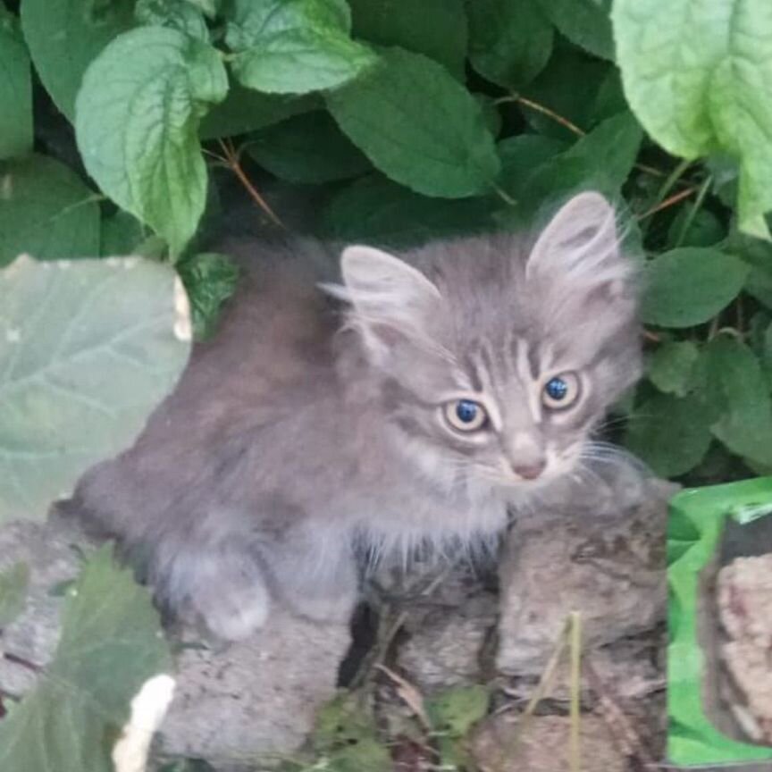 Котята- 5 мес Бесплатно