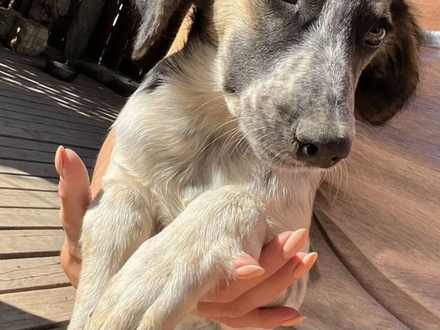 Собака в добрые руки отдам бесплатно