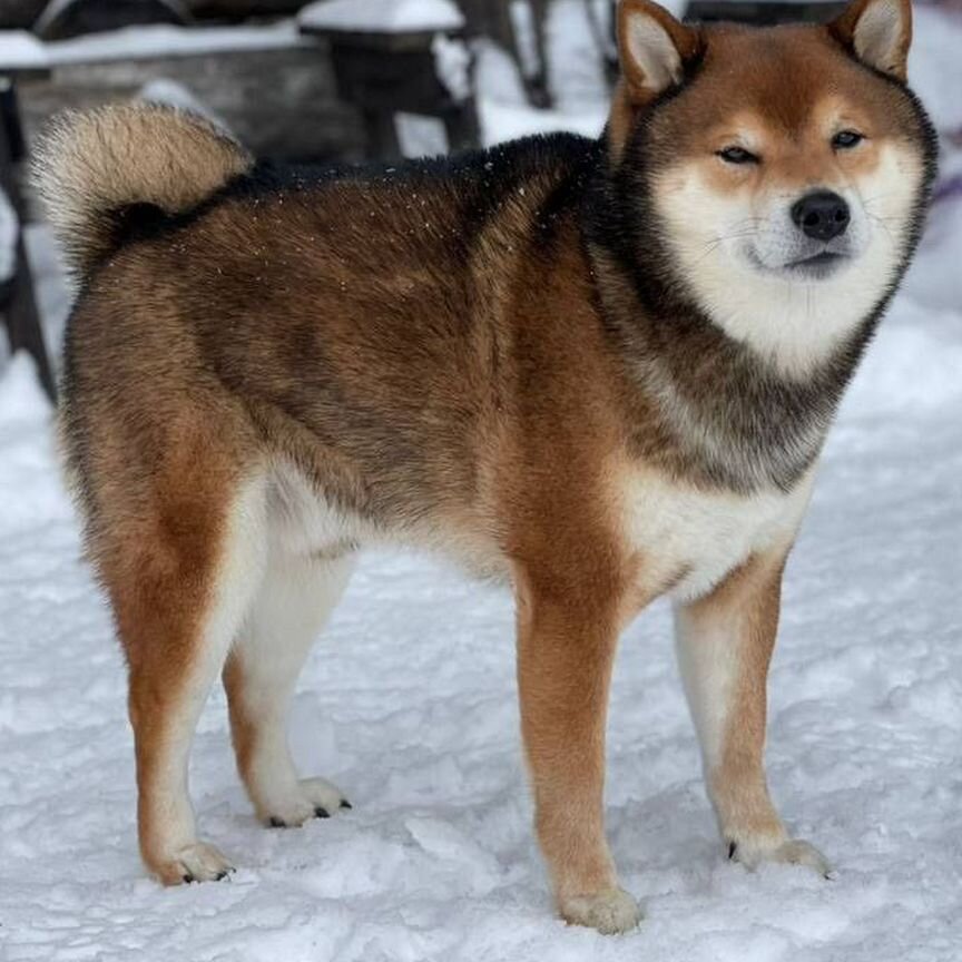 Собака сиба ину