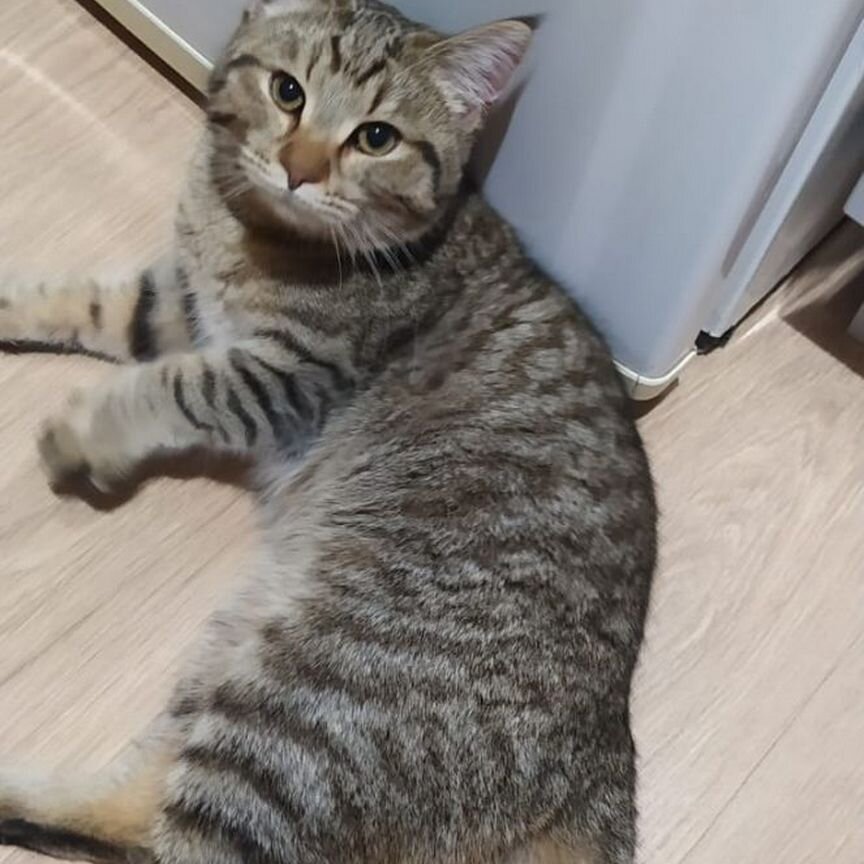 Котёнок-подросток в добрые руки