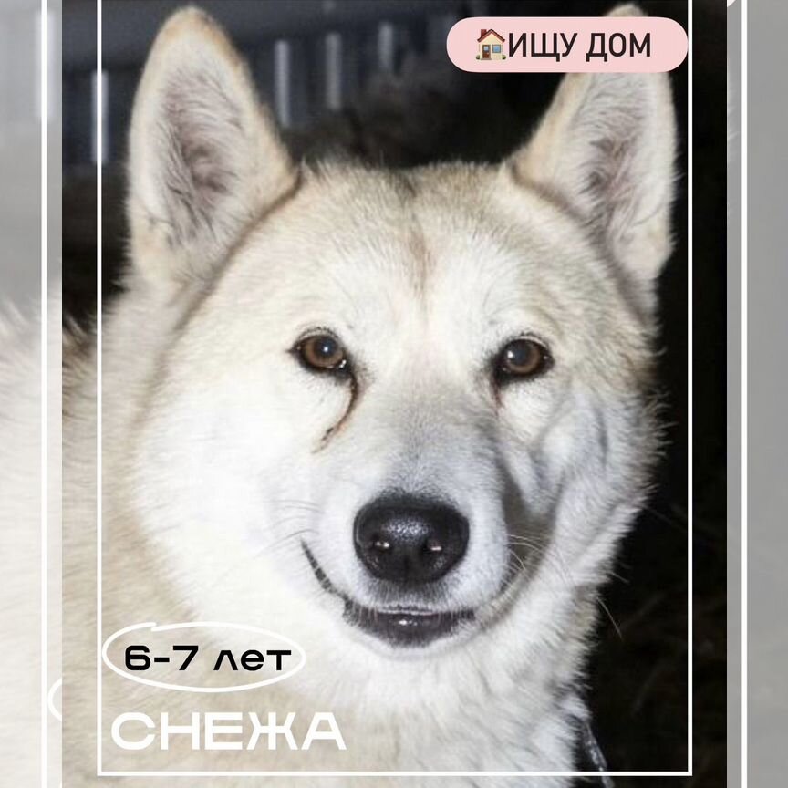 Лайка, взрослая собака