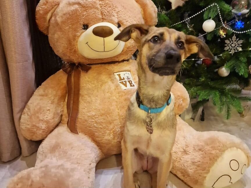 Щенок девочка в добрые руки