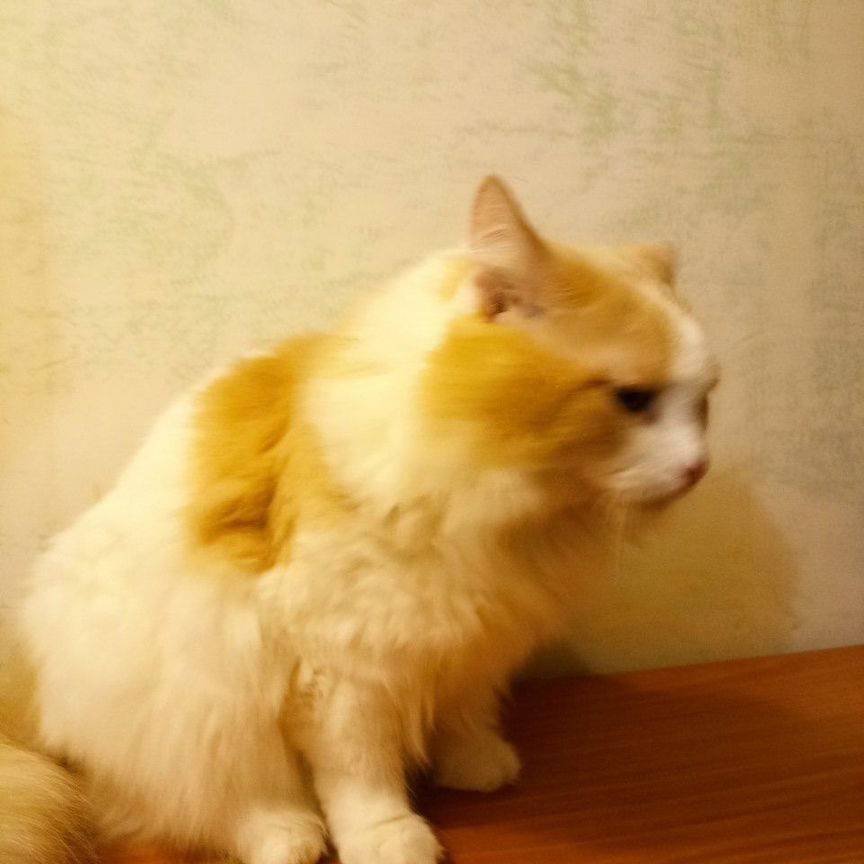 Пушистый кот в добрые руки