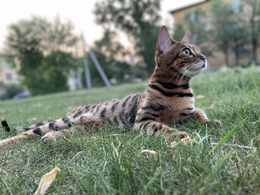 Бенгальская кошка бесплатно