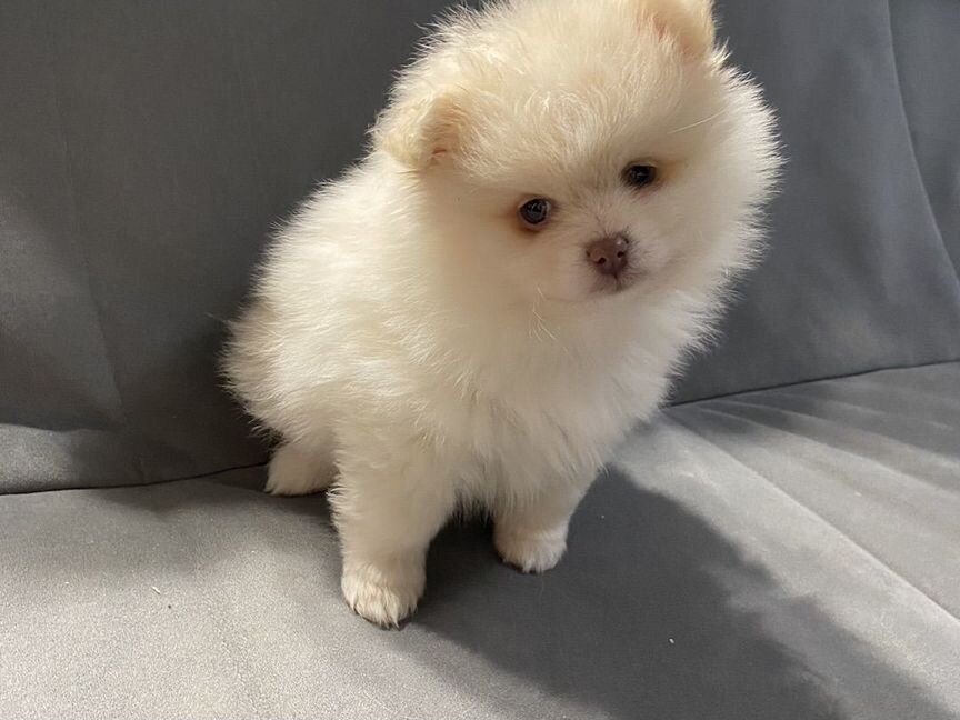 Немецкий шпиц