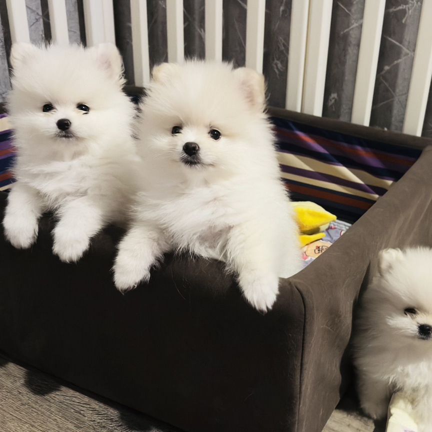 Померанский шпиц, щенок