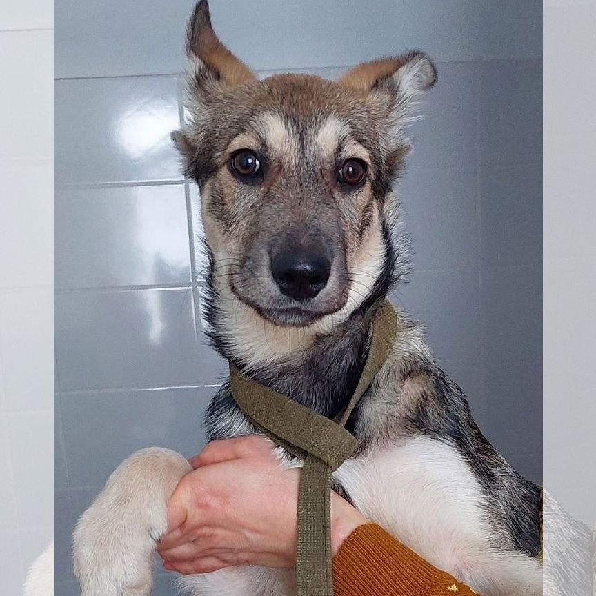 Щенок в добрые руки