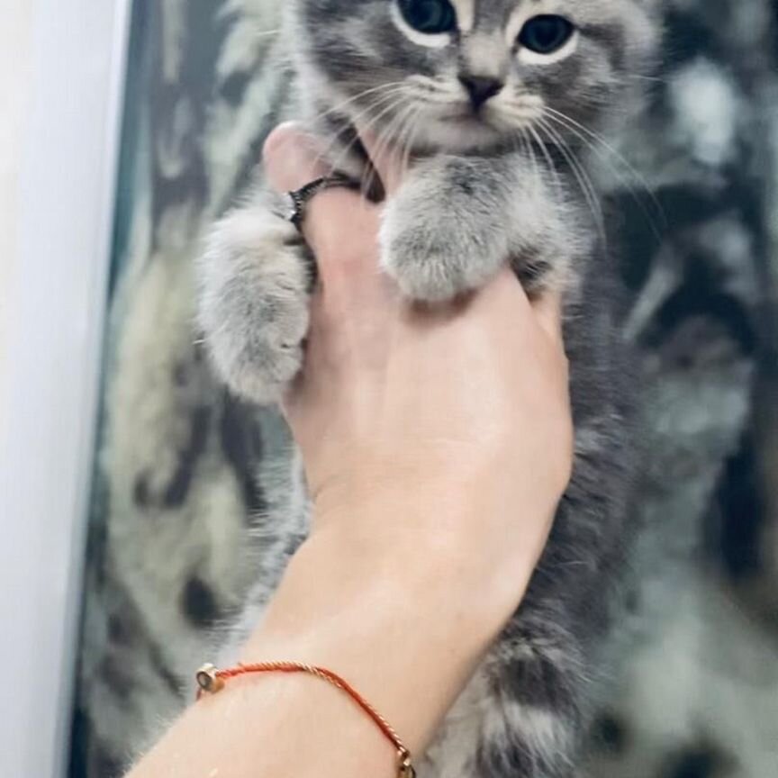 Шотландская страйт