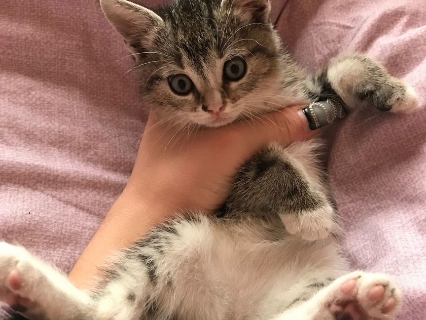 Милый Котёнок