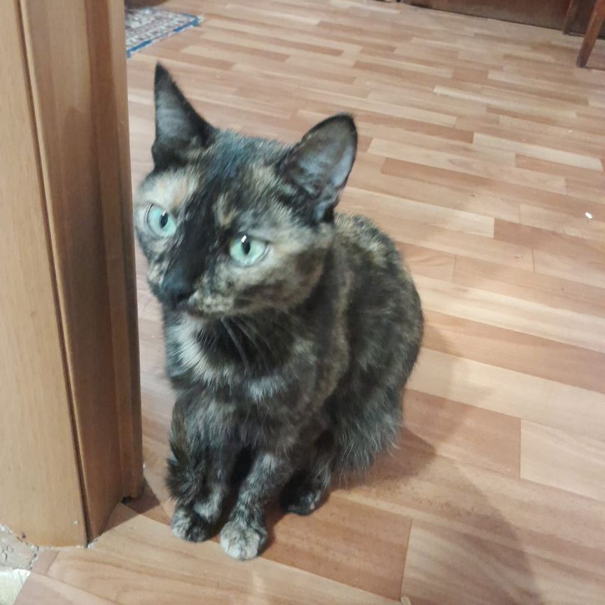 Кошки в добрые руки бесплатно омск