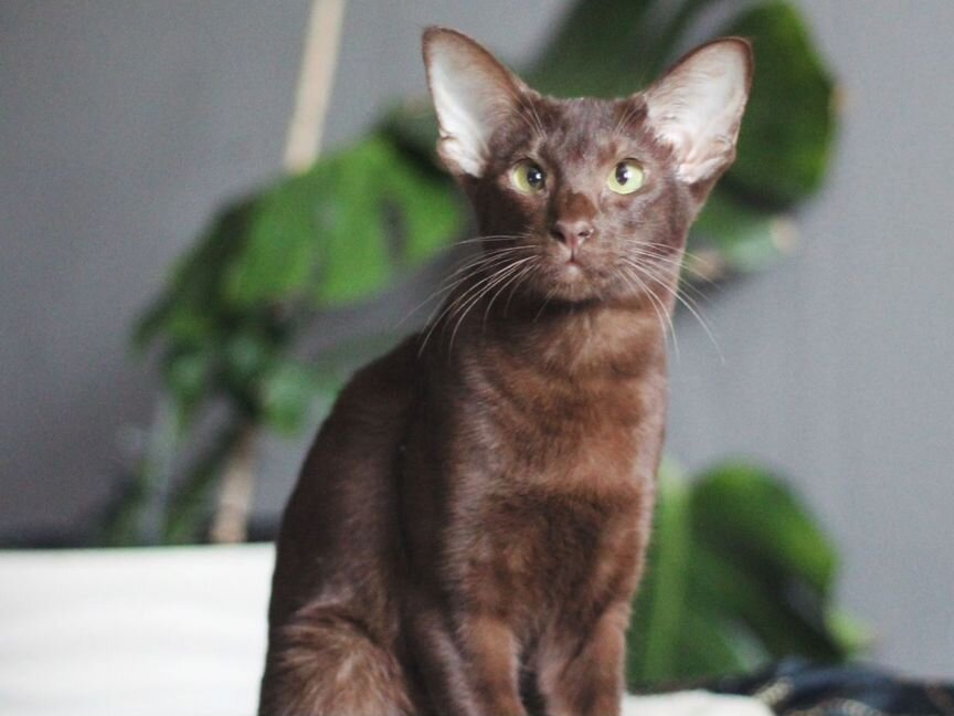 Ориентальные котята