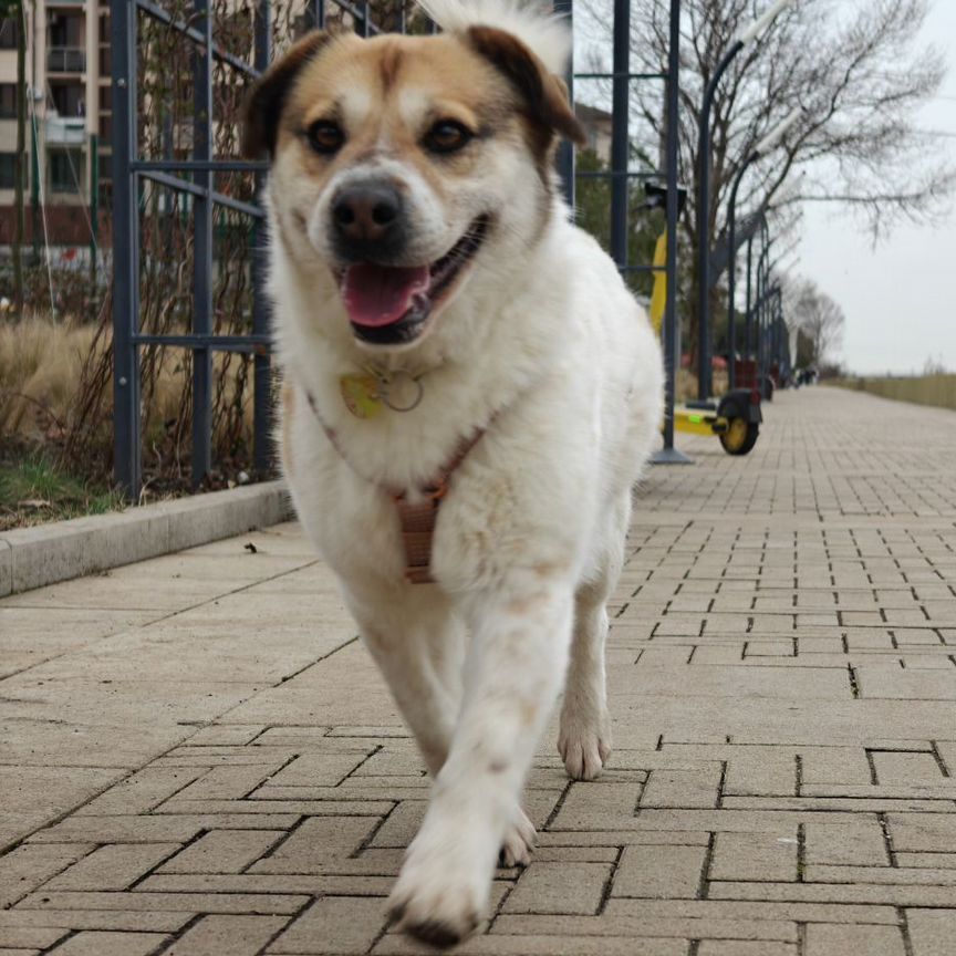 Взрослый пёс в добрые руки