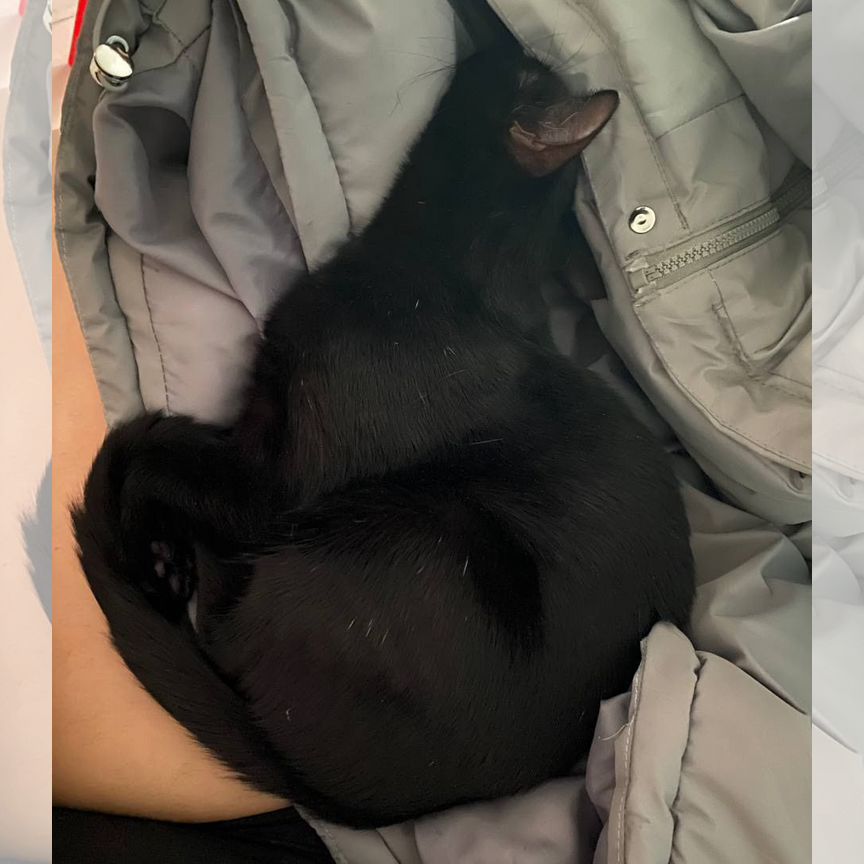 Взрослая кошка в добрые руки