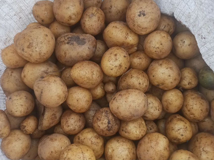 Картофель