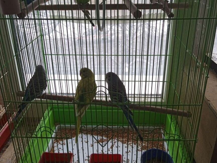 Волнистики и пара неразлучников