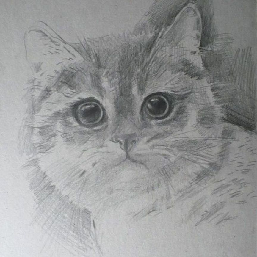 Рисую ваших питомцев