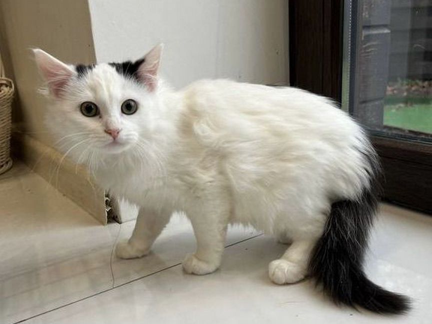 Отдам юного котика