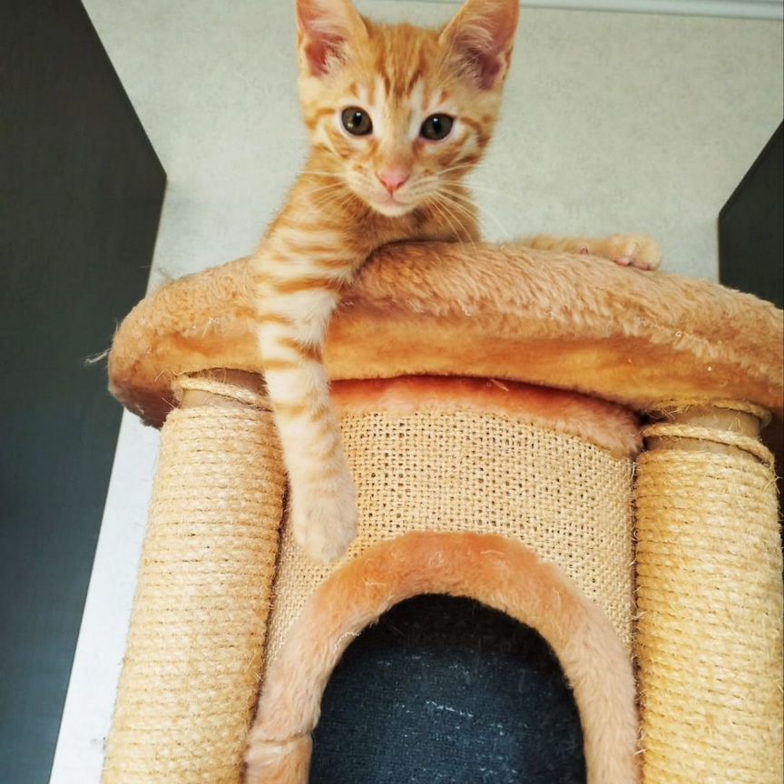 Котенок рыжик в добрые руки