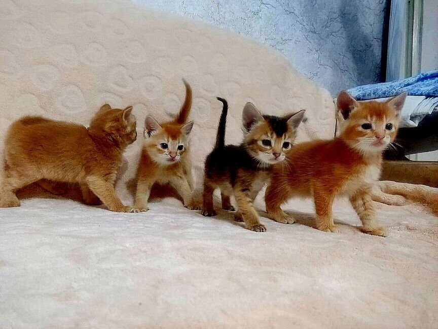 Абиссинские малыши